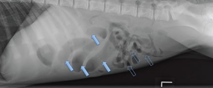 August 2012, Small animal case | OrthoVetSuperSite