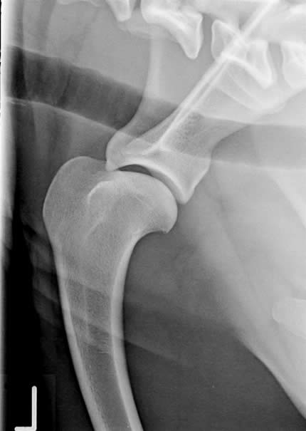 September 2013 Small animal case | OrthoVetSuperSite