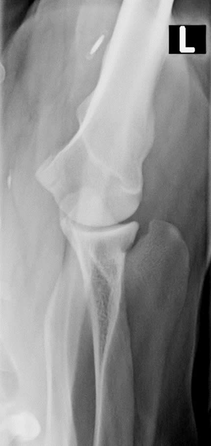 September 2013 Small animal case | OrthoVetSuperSite